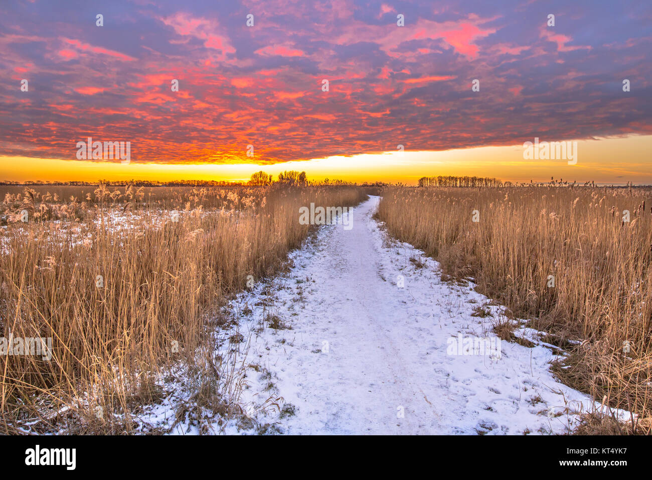 Dutch marshland landscape in winter with Pathway through reed Stock ...