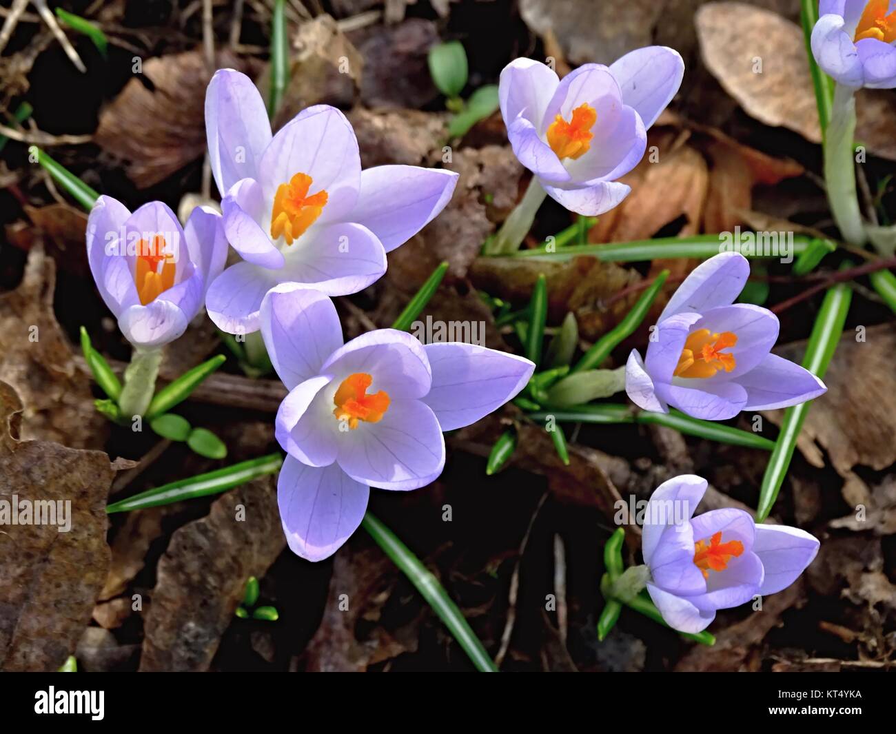 crocus in spring Stock Photo - Alamy