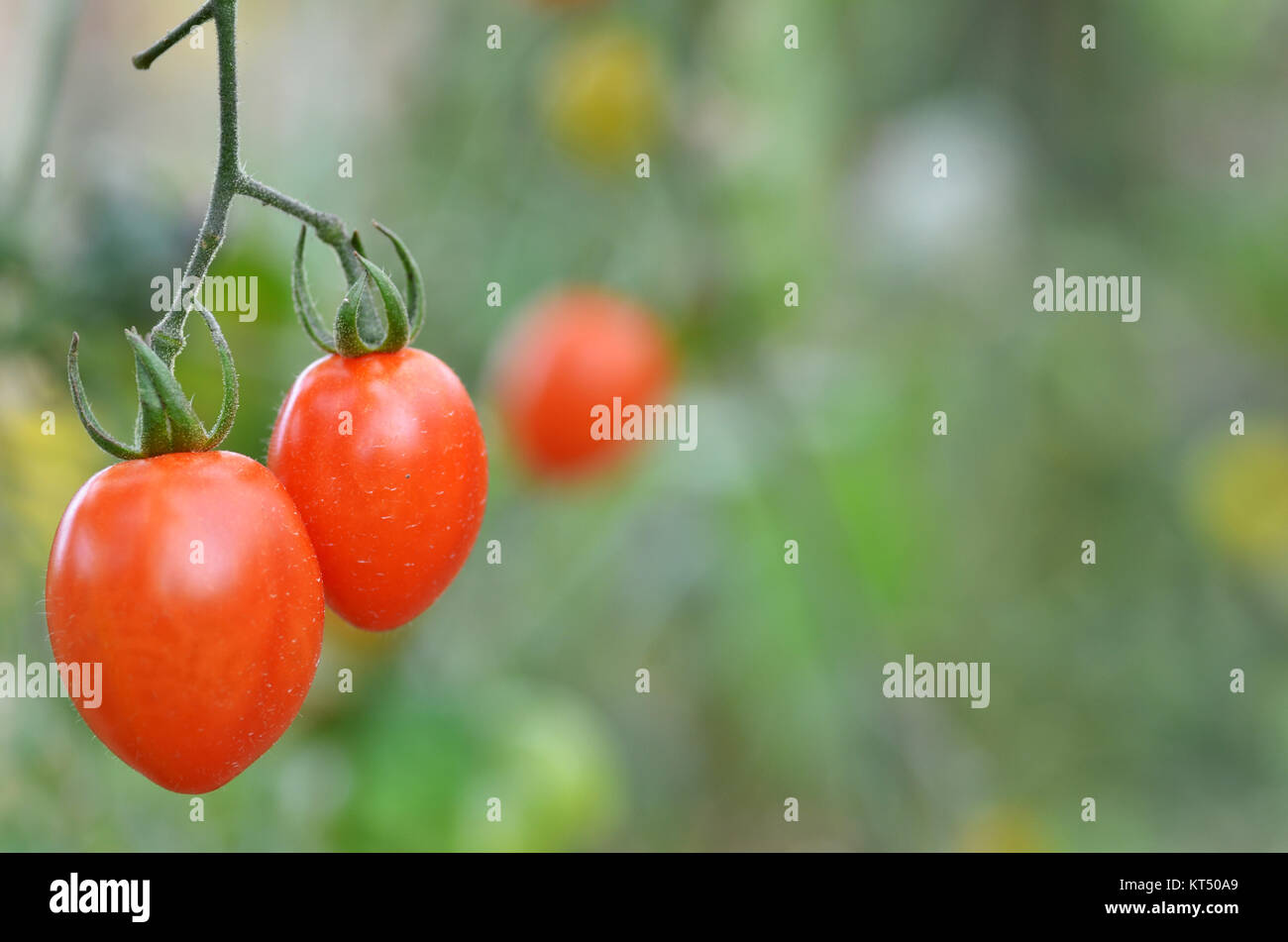 Fresh red tomatoes Stock Photo - Alamy