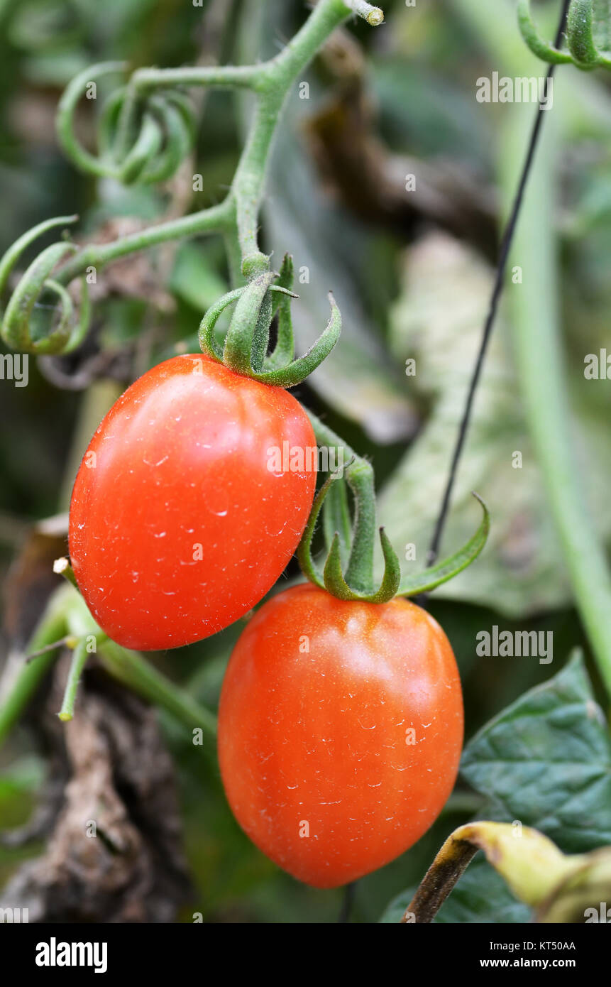 Fresh red tomatoes Stock Photo - Alamy