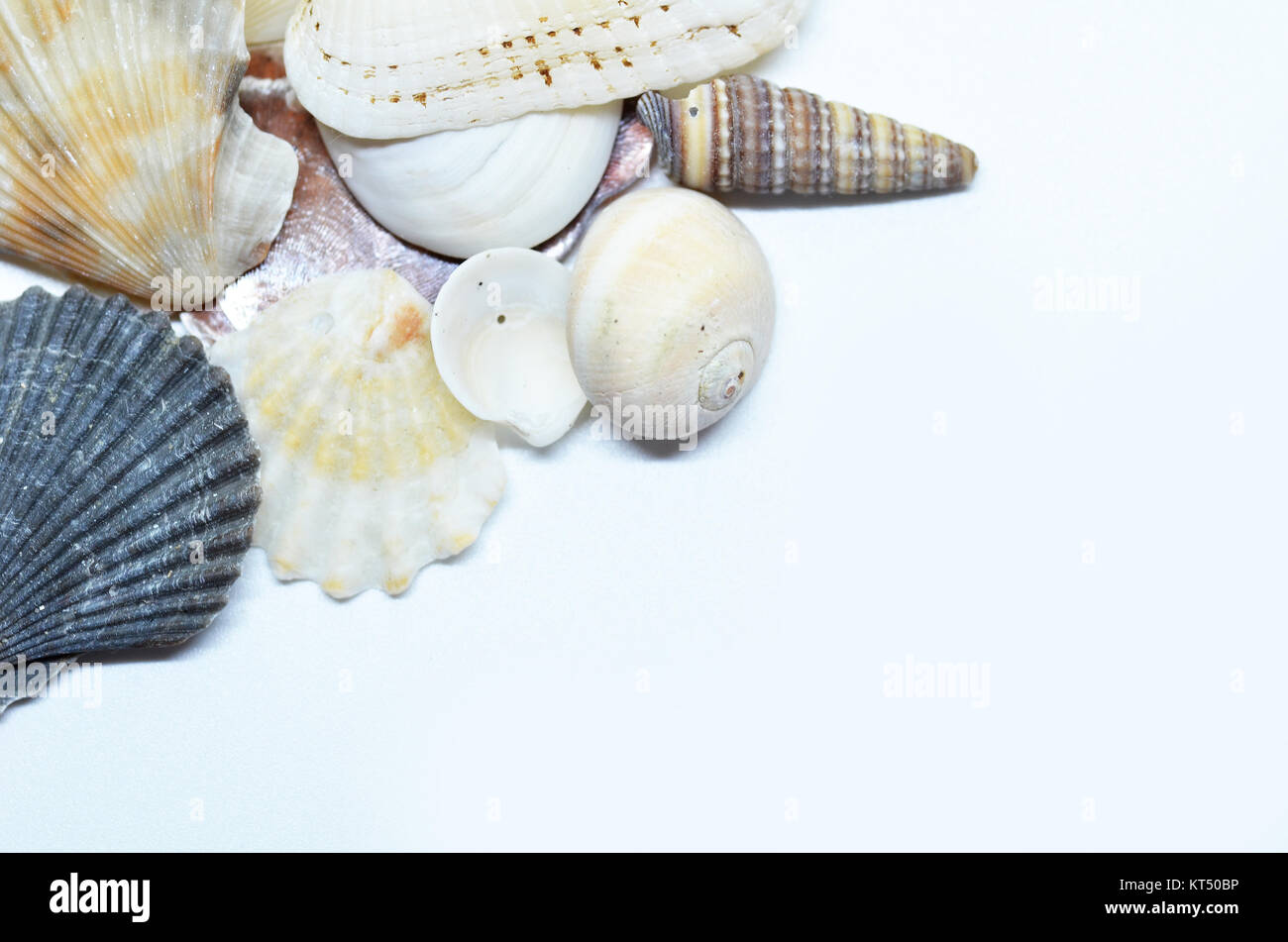 Sea shells scraped together Stock Photo - Alamy