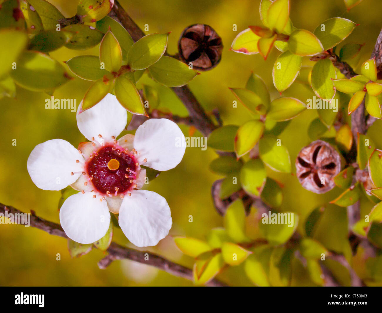 Manuka flower hi-res stock photography and images - Alamy