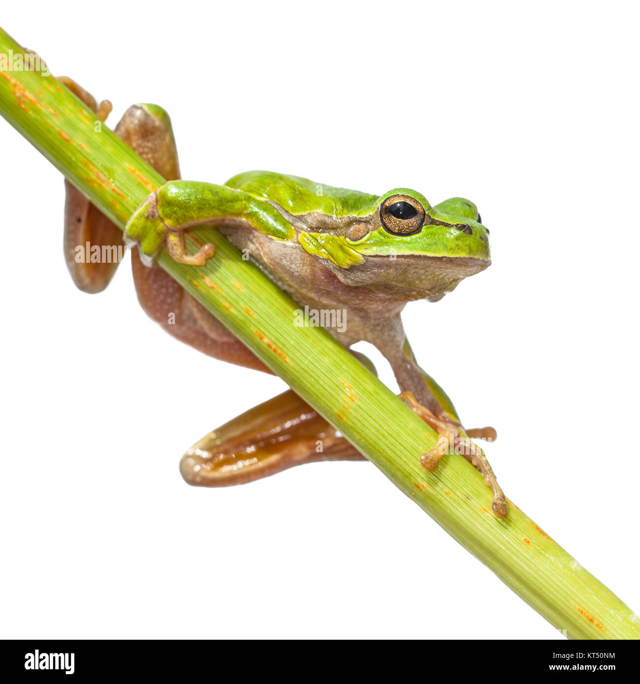 Tree Frog Climbing Branch