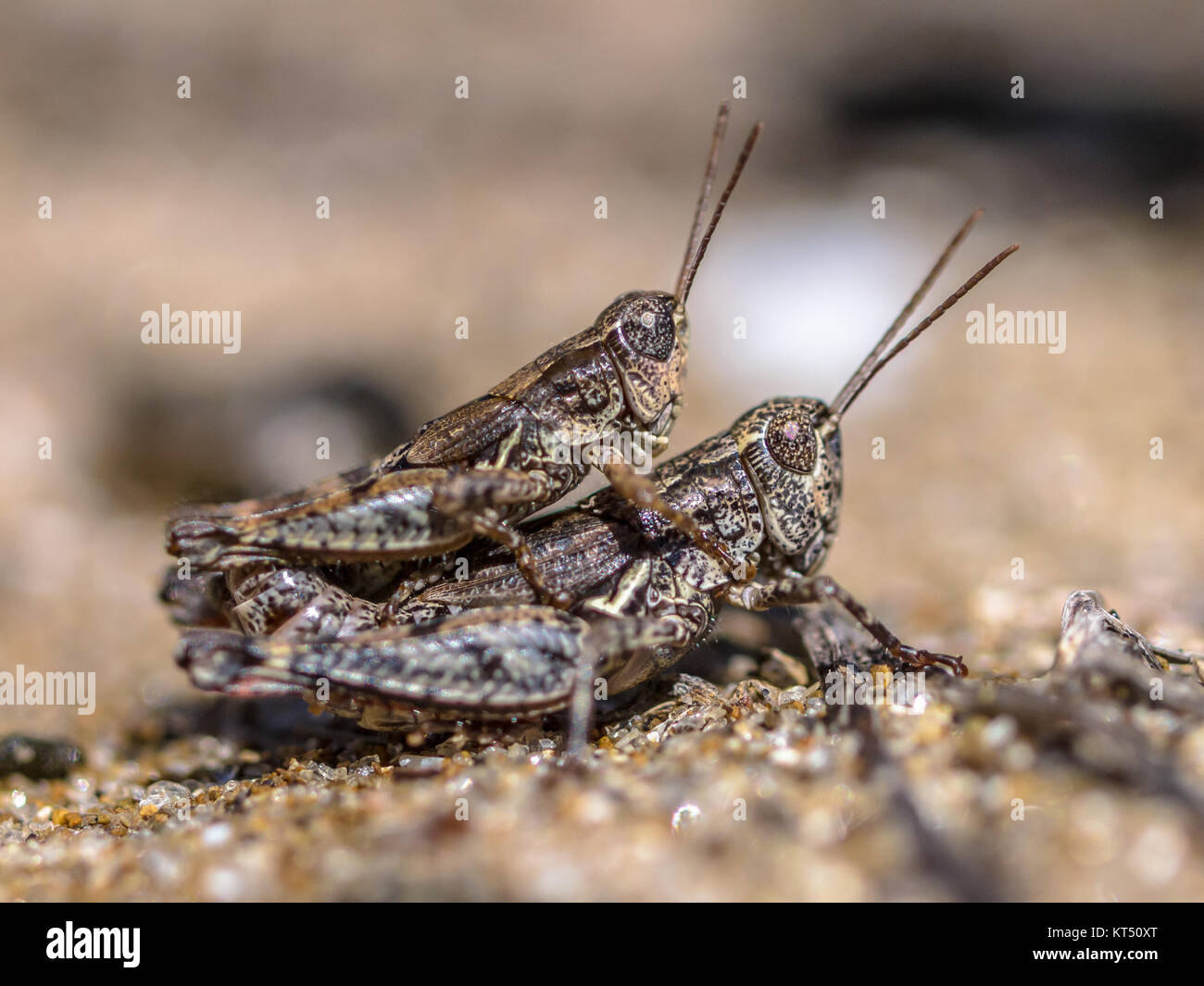 Mating Pair of North Island Grasshopper (Sigaus piliferus) in ...