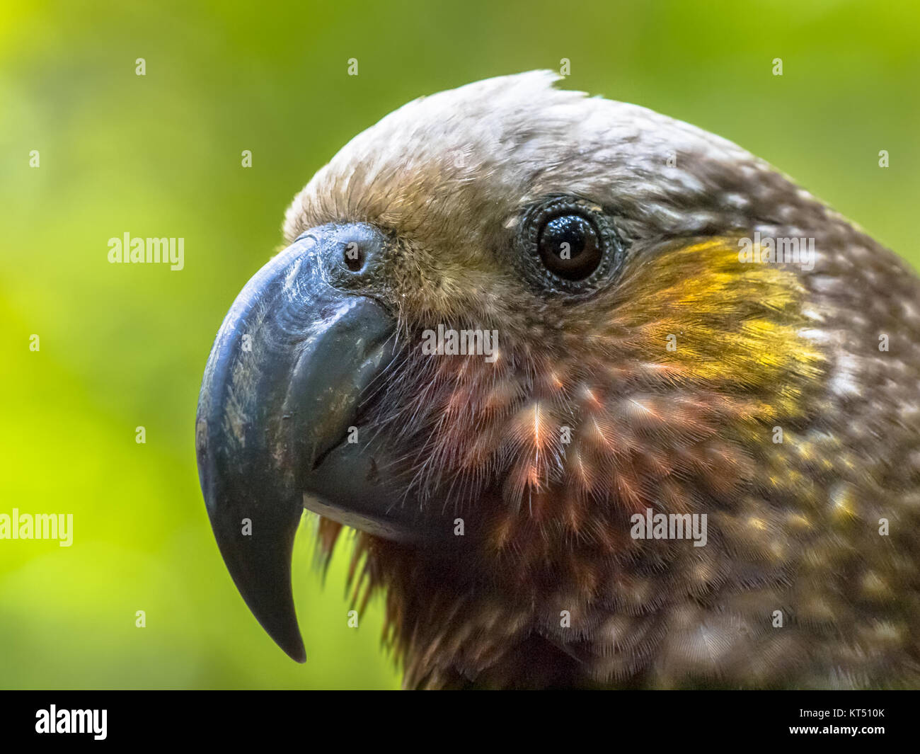 Flying bird nz hi-res stock photography and images - Alamy