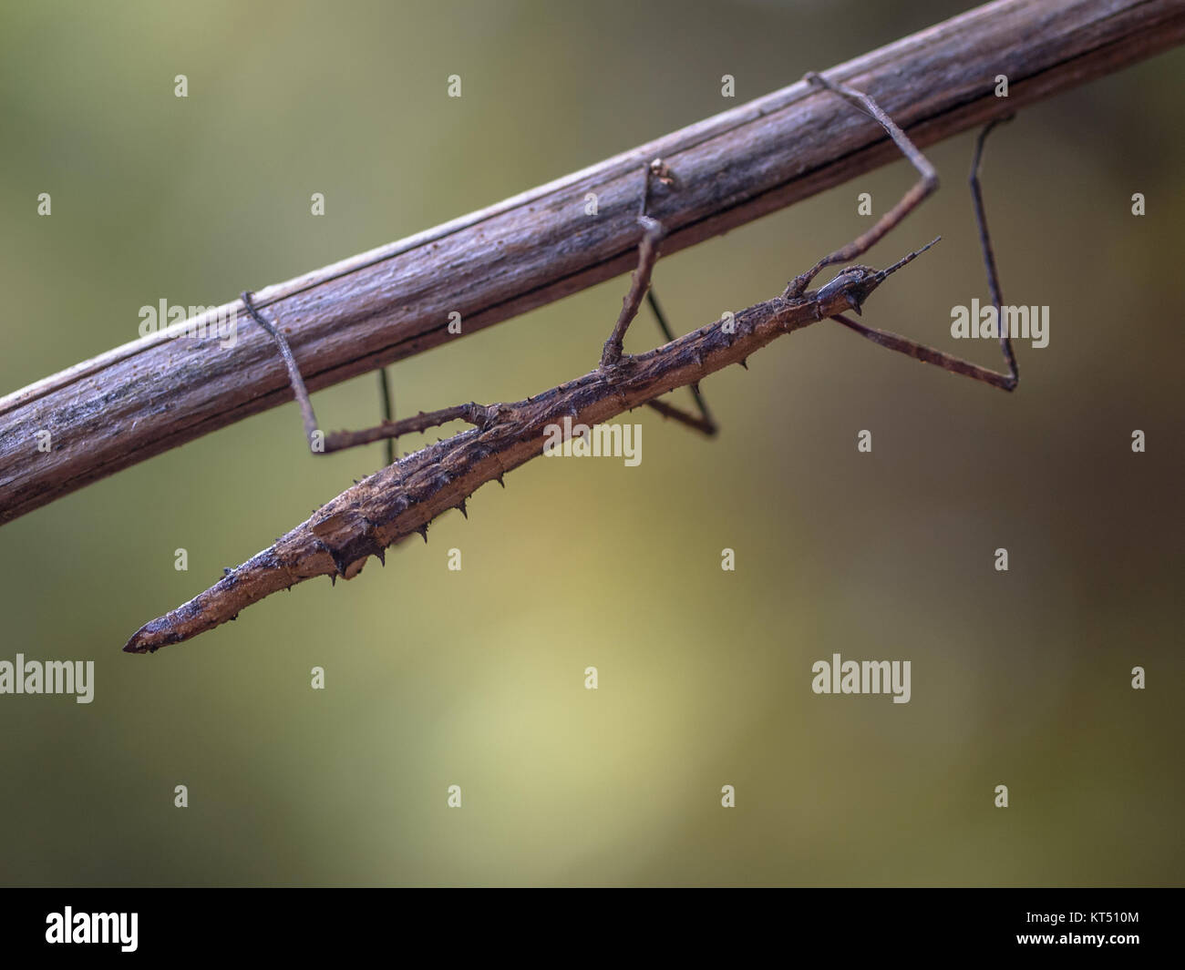New zealand insects hi-res stock photography and images - Alamy