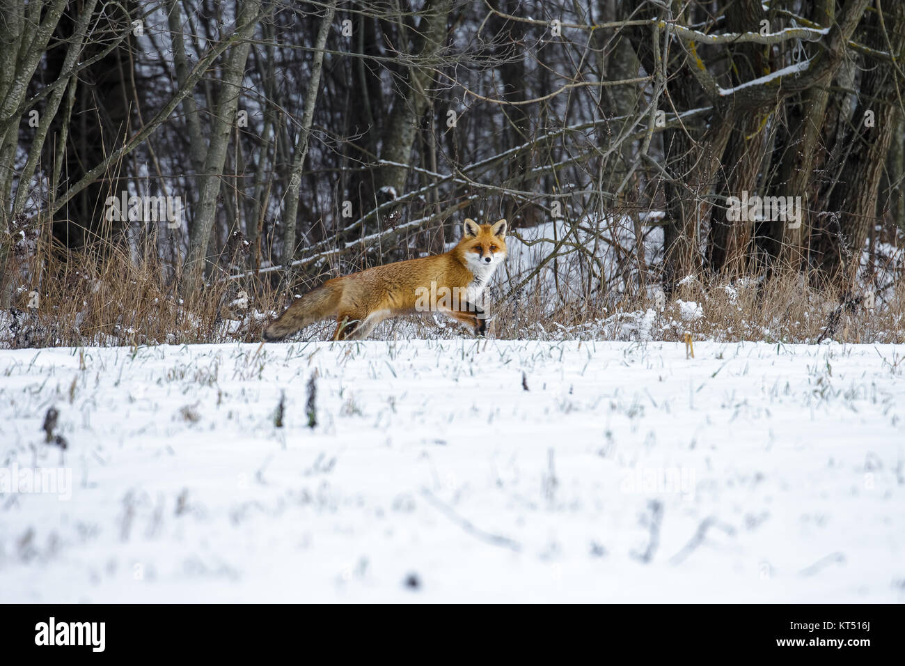 Red fox panorama in hi-res stock photography and images - Alamy