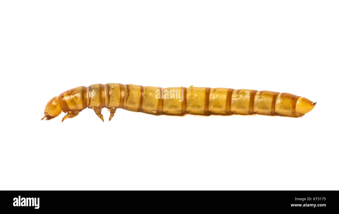 Food insect people Cut Out Stock Images & Pictures - Alamy