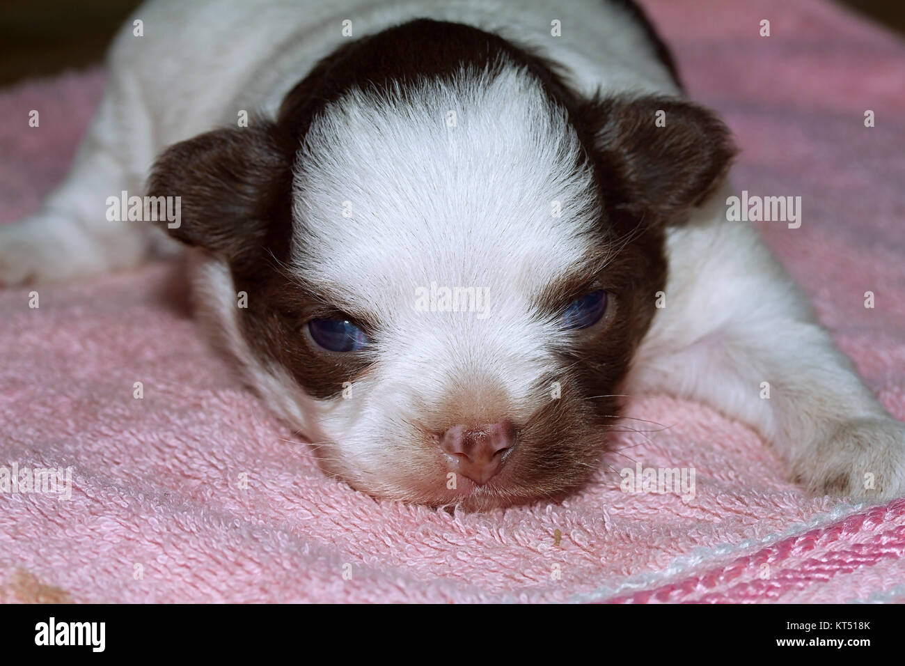 puppy dog baby chiuaua Young Animal Cute Stock Photo - Alamy