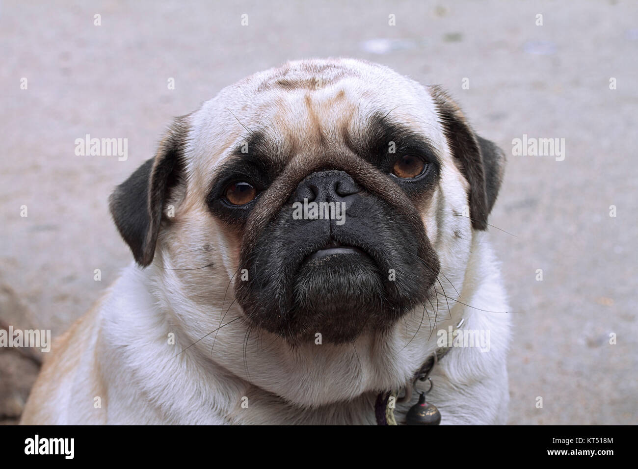 pug dog breed Stock Photo - Alamy