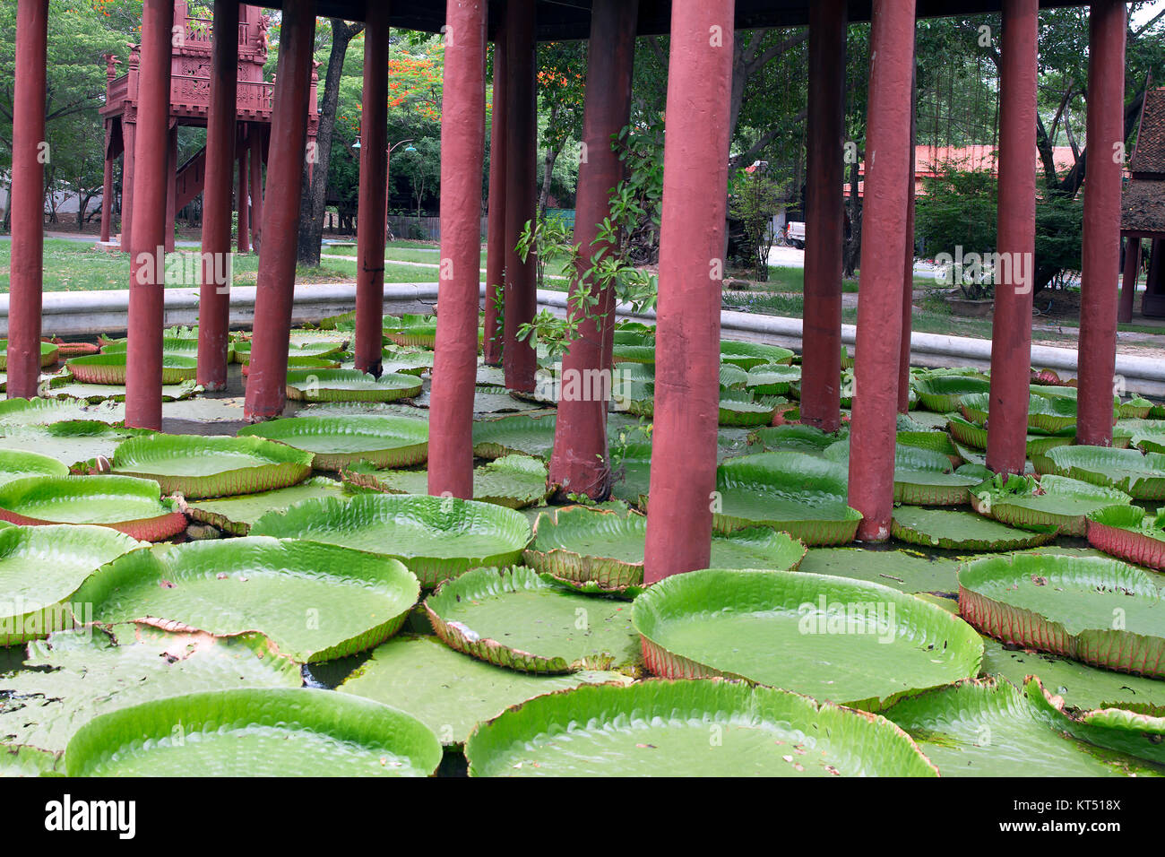 Leaves of the Giant Big Water Lily Stock Photo - Alamy
