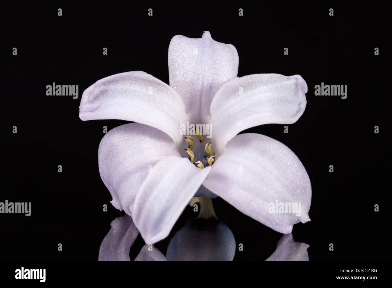 Single spring flower of Hyacinth isolated on black background Stock ...