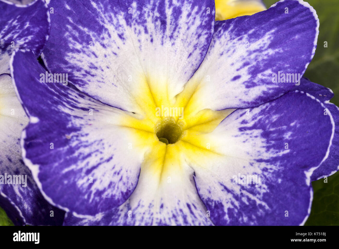 Spring flower of violet Primula vulgaris Stock Photo - Alamy