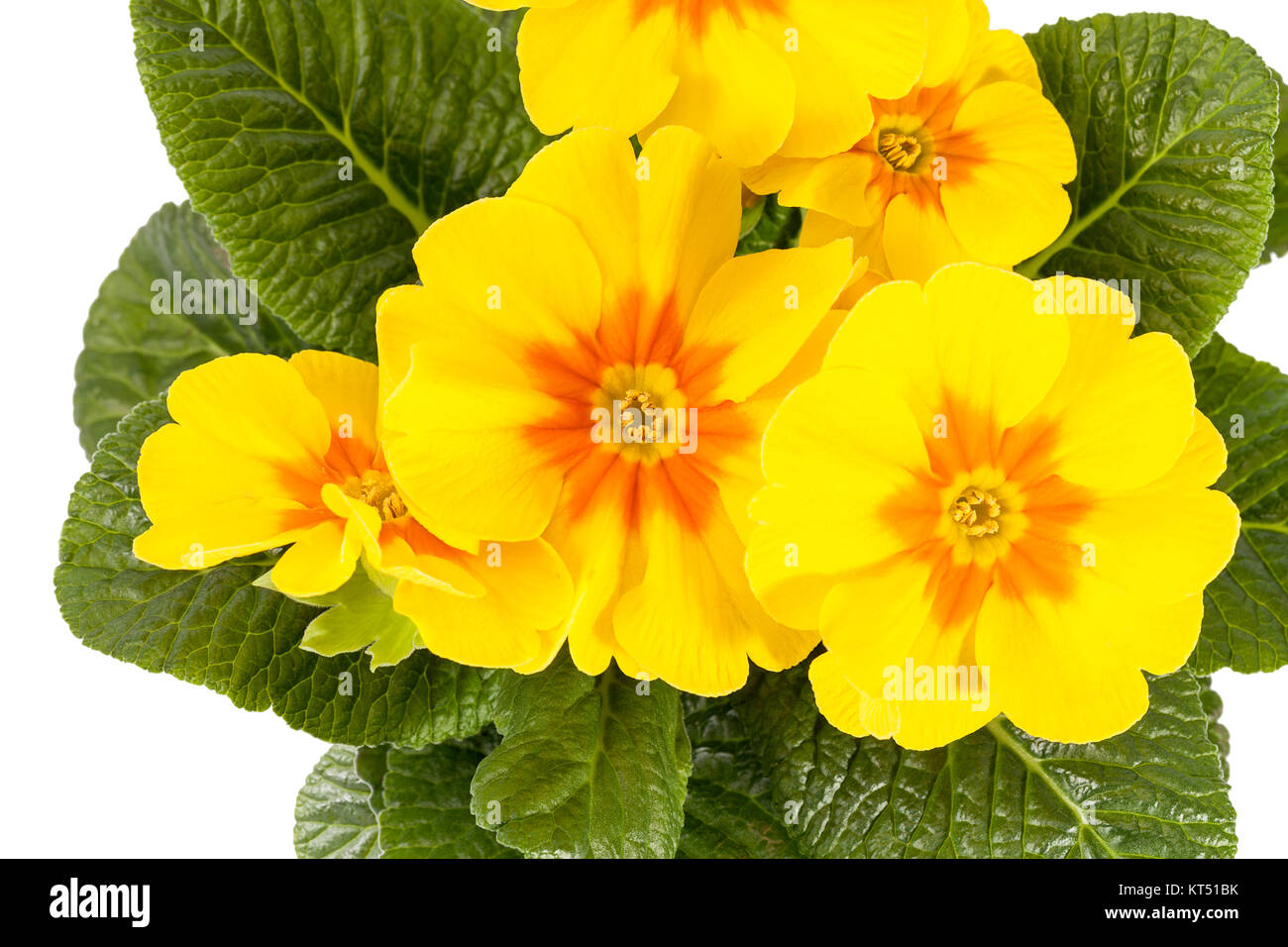 Spring flower of yellow Primula vulgaris Stock Photo - Alamy