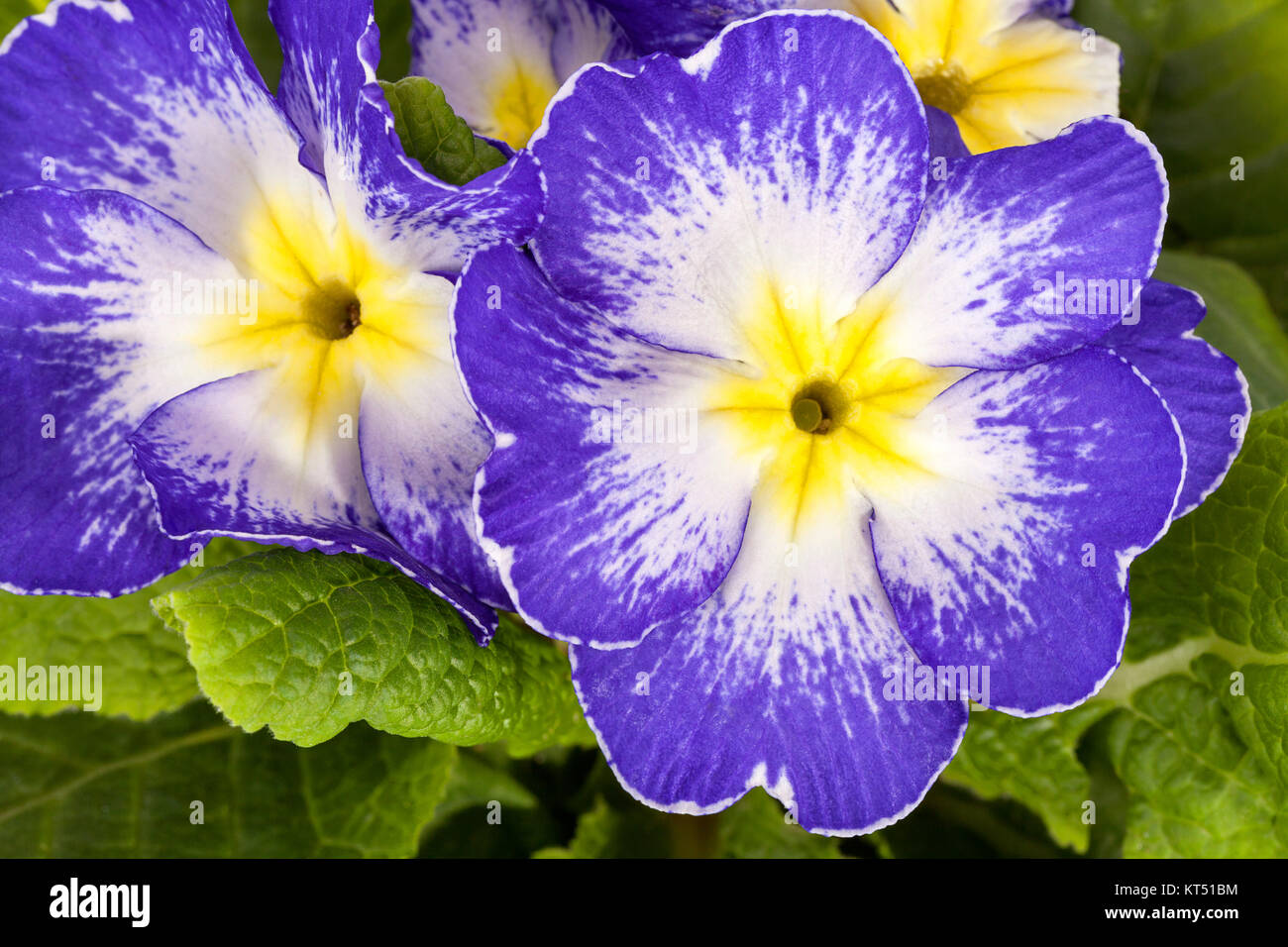 Spring flower of violet Primula vulgaris Stock Photo - Alamy