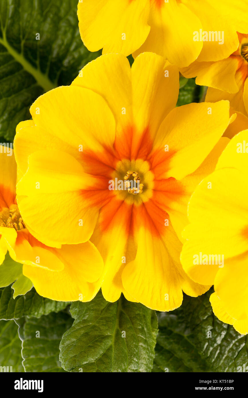 Spring flower of yellow Primula vulgaris Stock Photo - Alamy