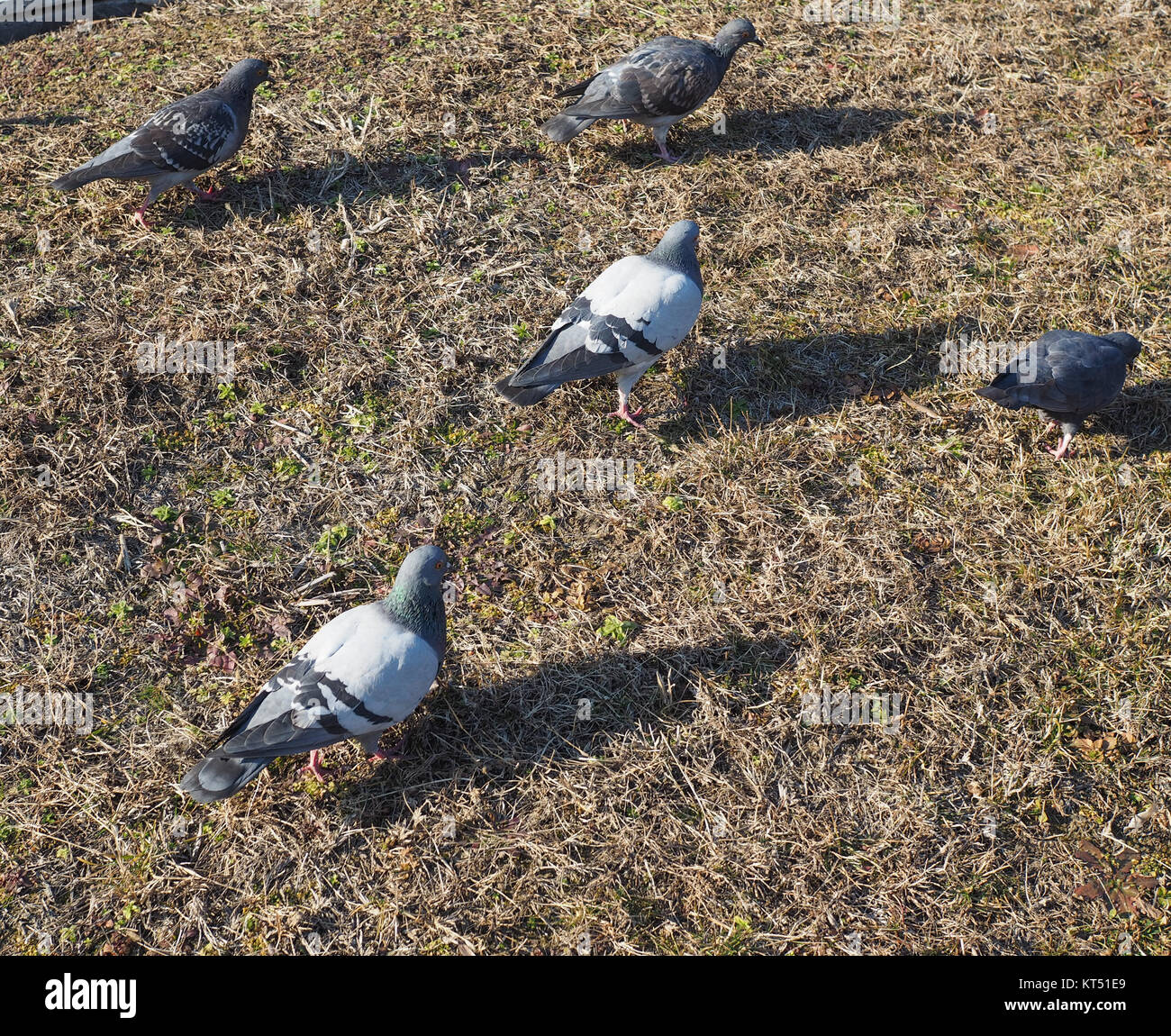 pigeon bird animal in the grass Stock Photo - Alamy