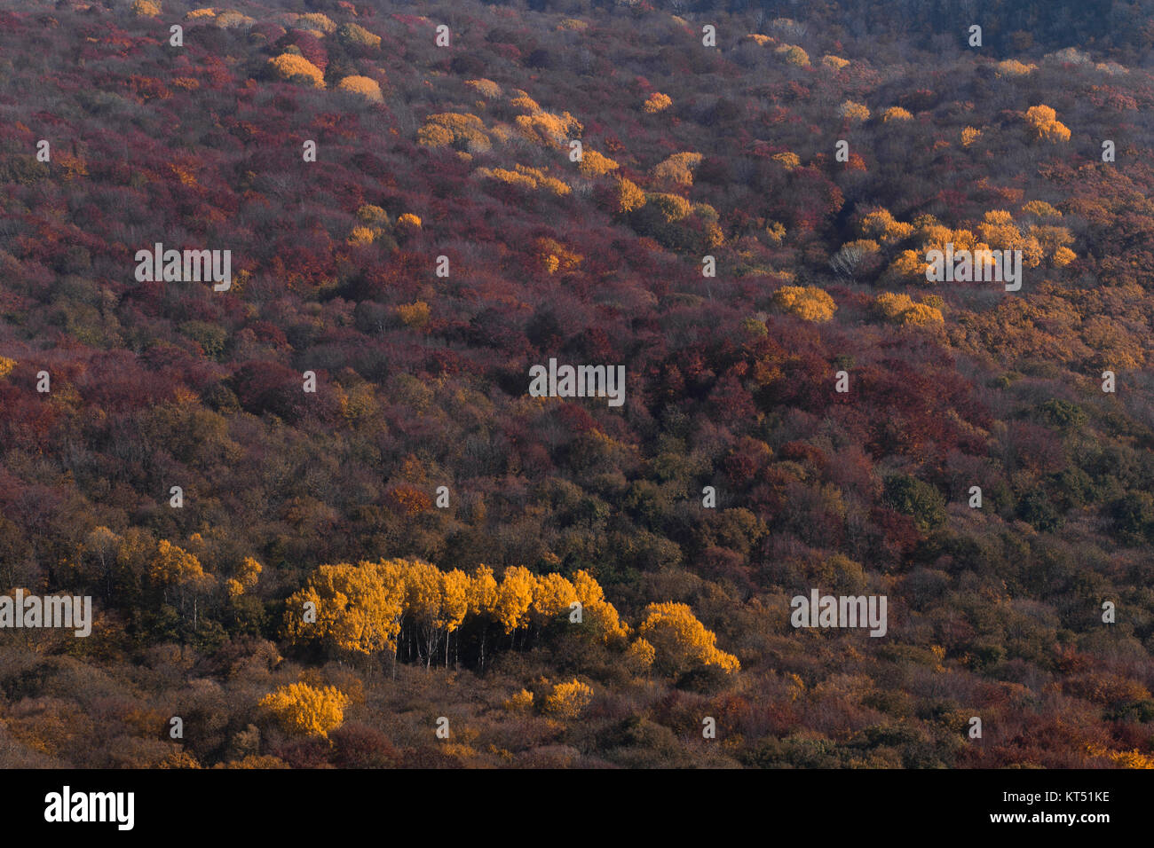 Colorful autumn mountain landscape Stock Photo - Alamy