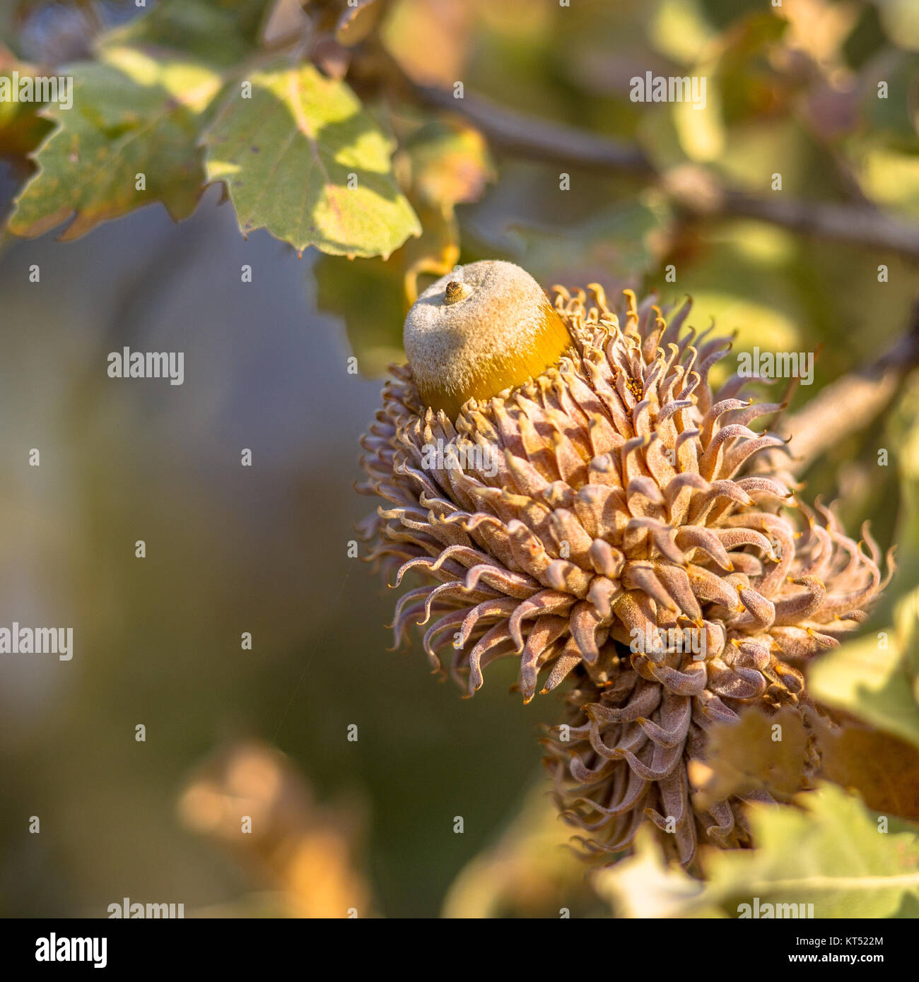 Acorn of Turkey oak (Quercus cerris) in Peloponnesos, Greece Stock ...