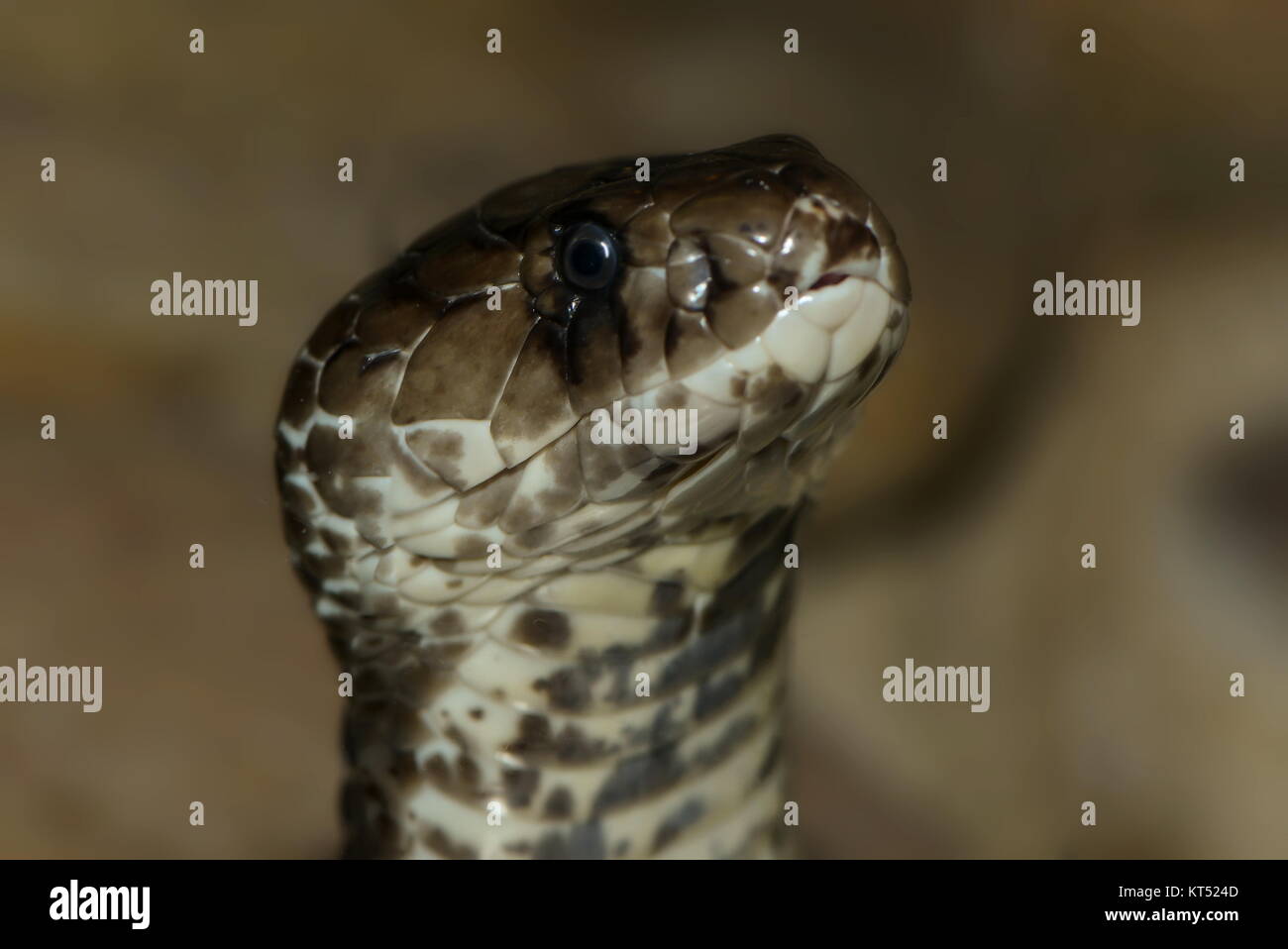 Elapidae serpentes hi-res stock photography and images - Alamy