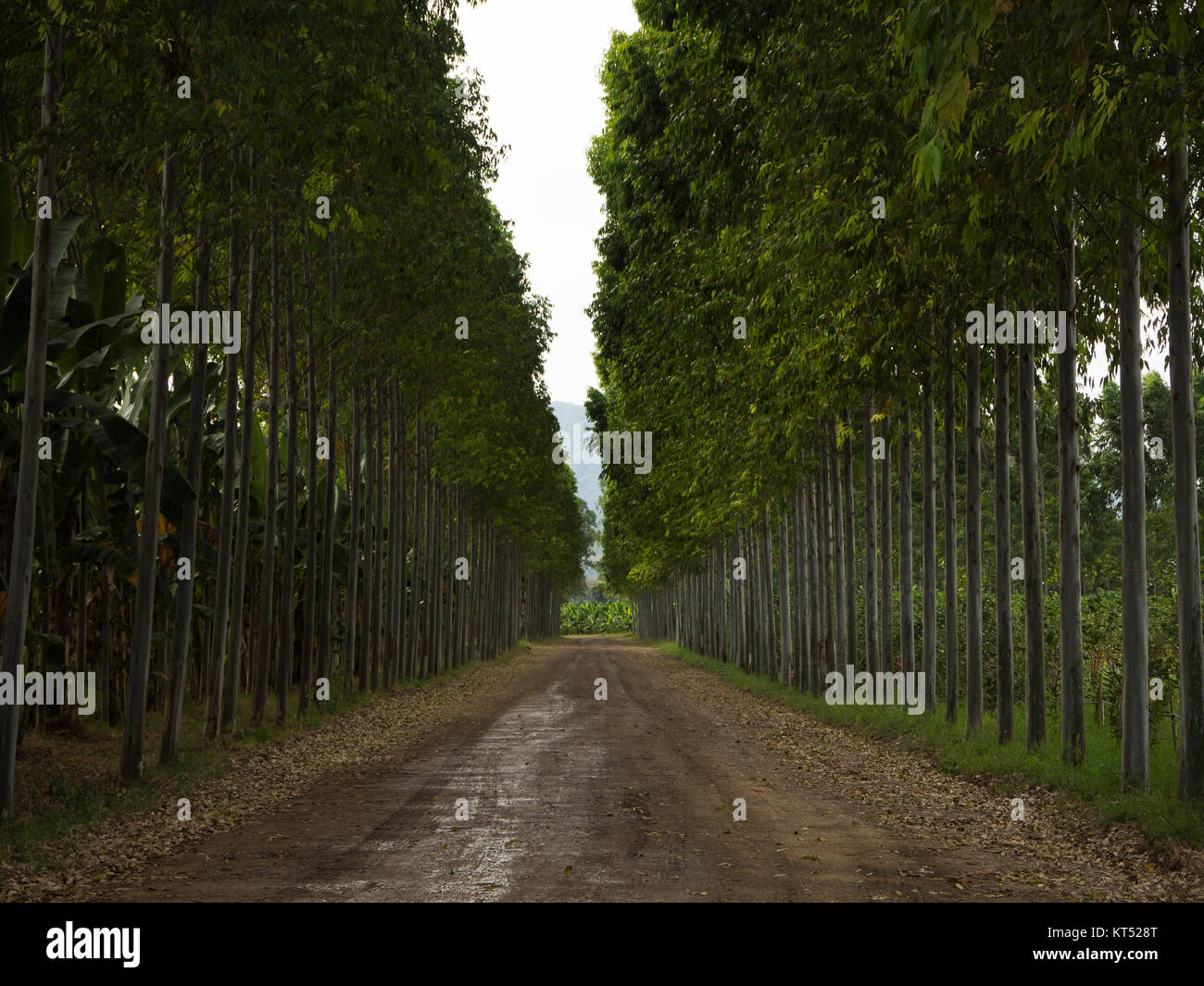 Walk way and beautiful tree Stock Photo - Alamy