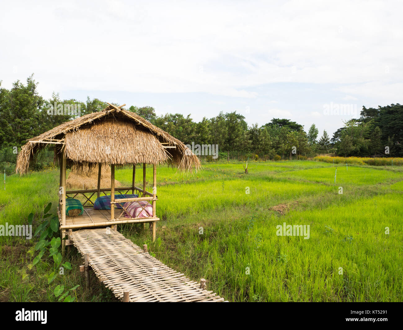 Cottage in the rice field Stock Photo - Alamy