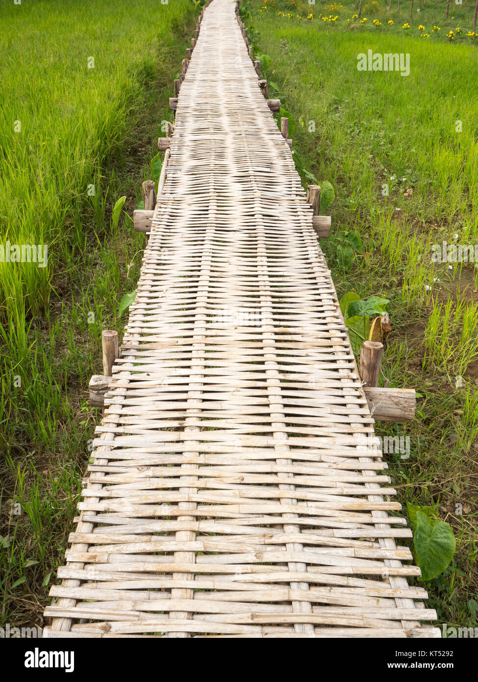 Walk way in the rice field Stock Photo - Alamy