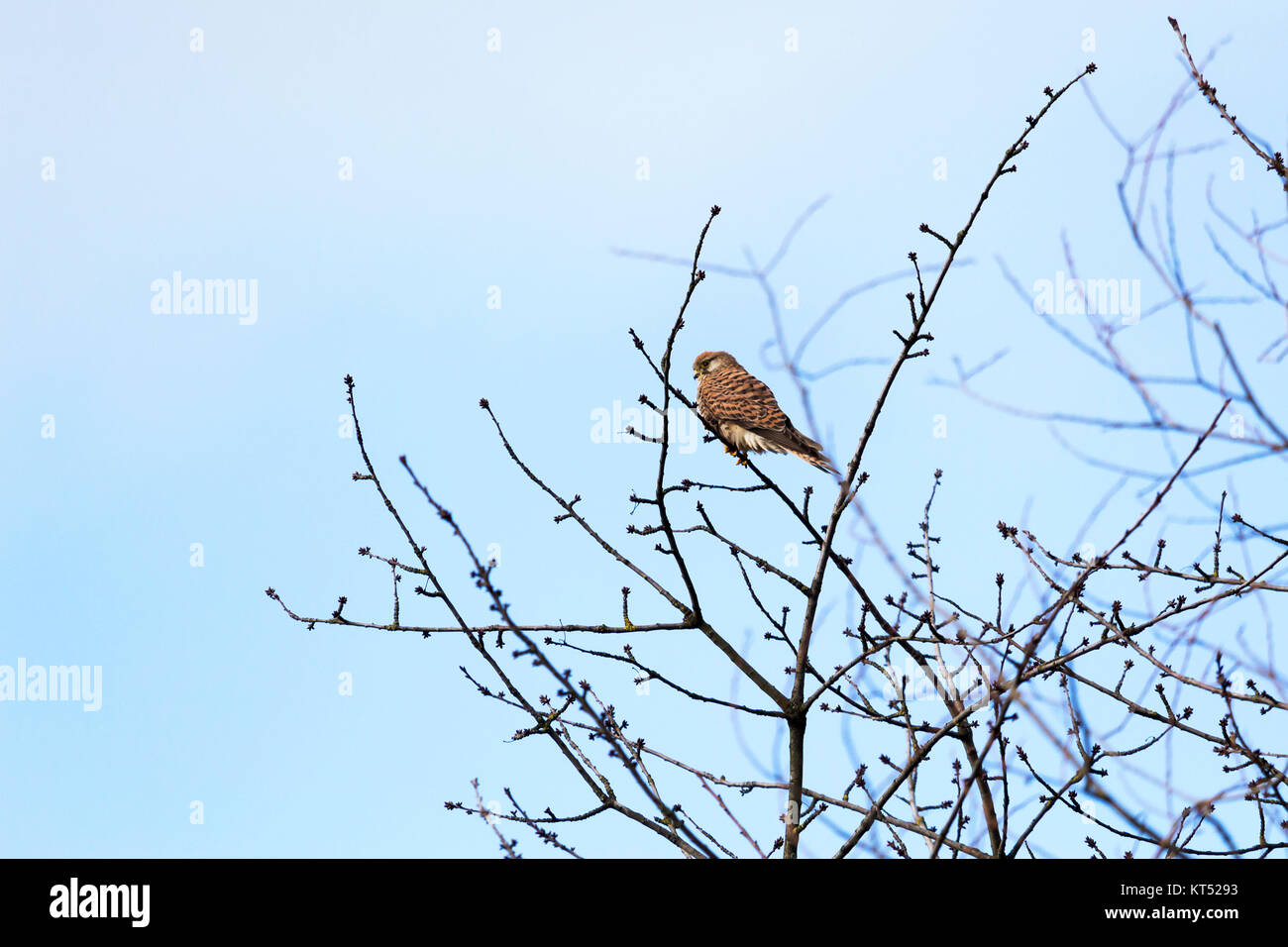 kestrel on a tree in nature Stock Photo - Alamy