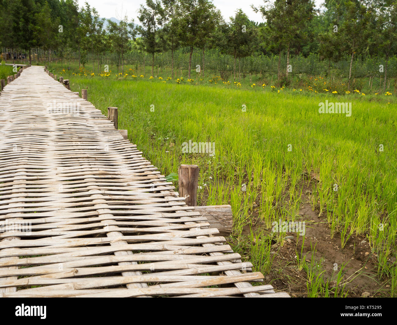 Walk way in the rice field Stock Photo - Alamy