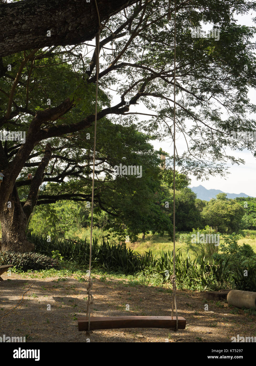 Swing hanging on the big tree in natural park Stock Photo - Alamy