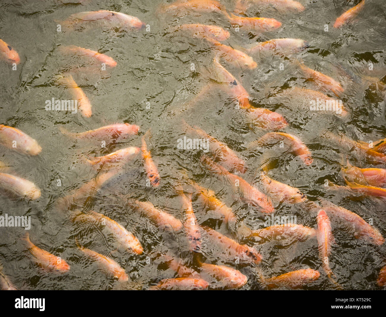 Many fish in the fish pond Stock Photo - Alamy