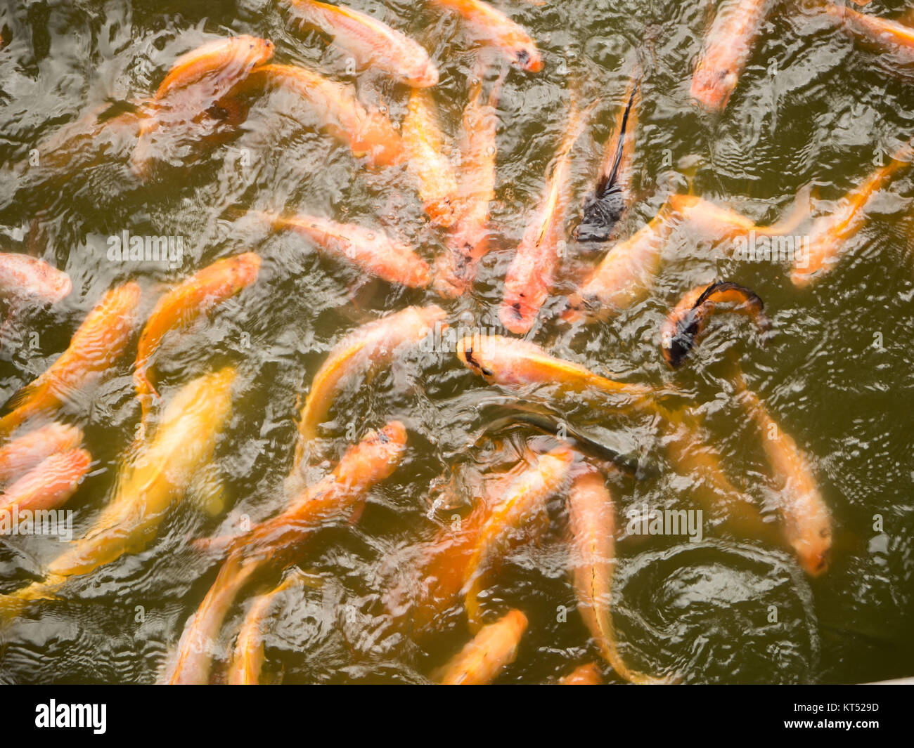 Many fish in the fish pond Stock Photo - Alamy