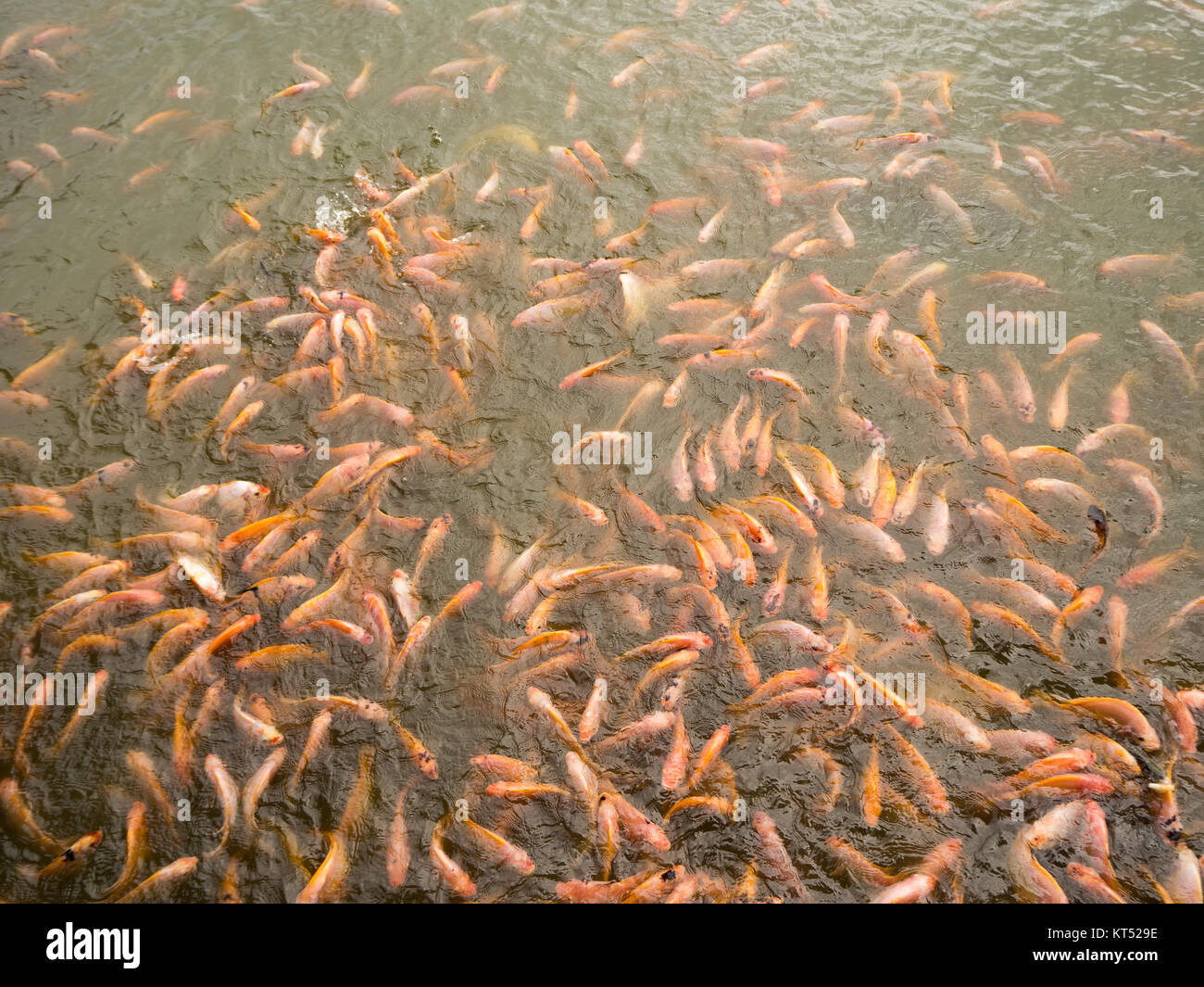 Many fish in the fish pond Stock Photo - Alamy