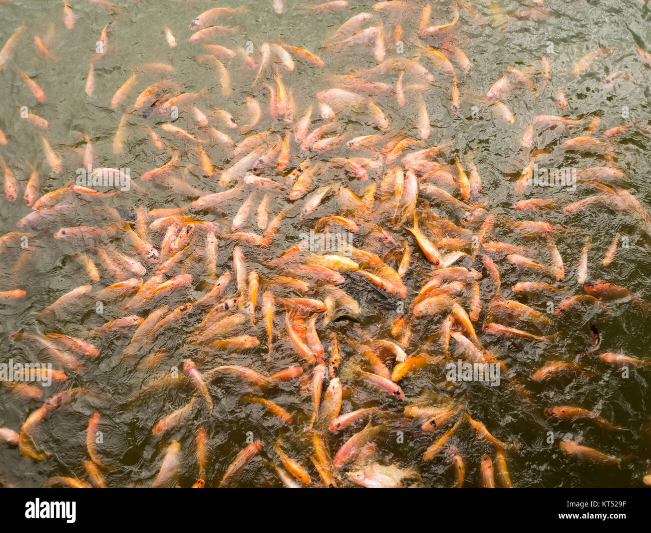 Many fish in the fish pond Stock Photo - Alamy