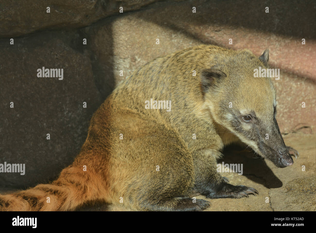 Nose bear in the zoo Stock Photo - Alamy