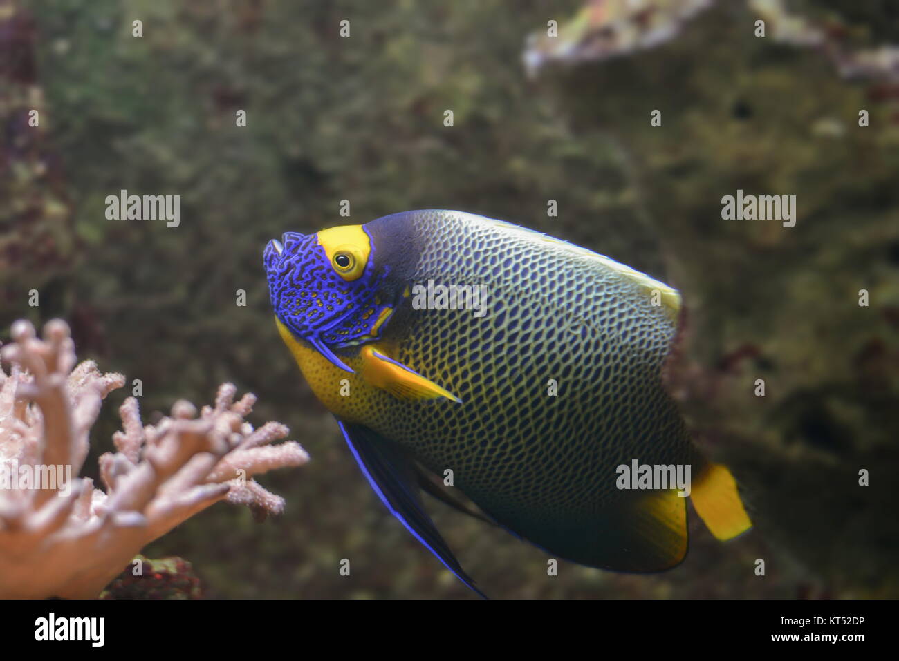 fish in the coral reef Stock Photo - Alamy