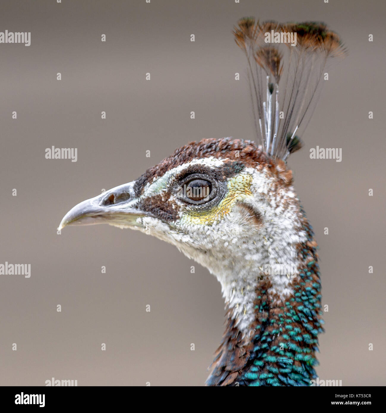 Attractive wild bird hi-res stock photography and images - Alamy