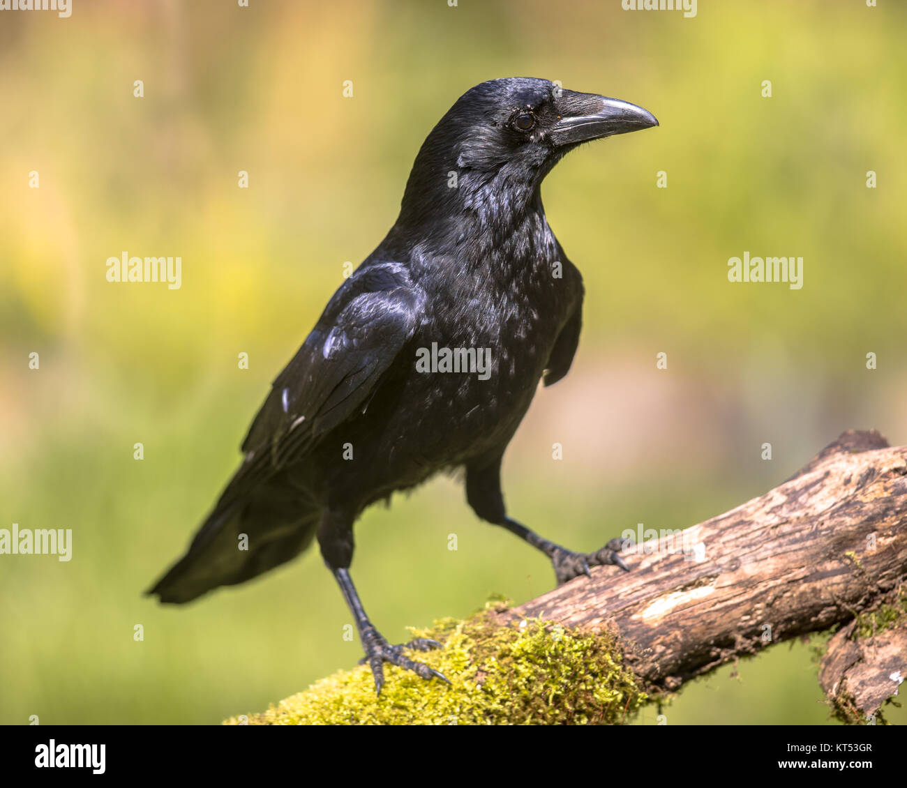 National bird of the netherlands hi-res stock photography and images ...