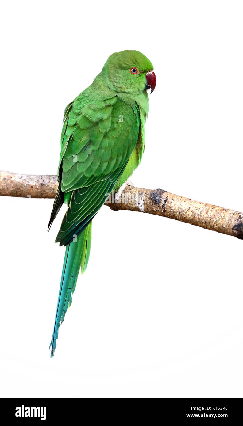 collared parakeet or small parakeet psittacula krameri Stock Photo - Alamy