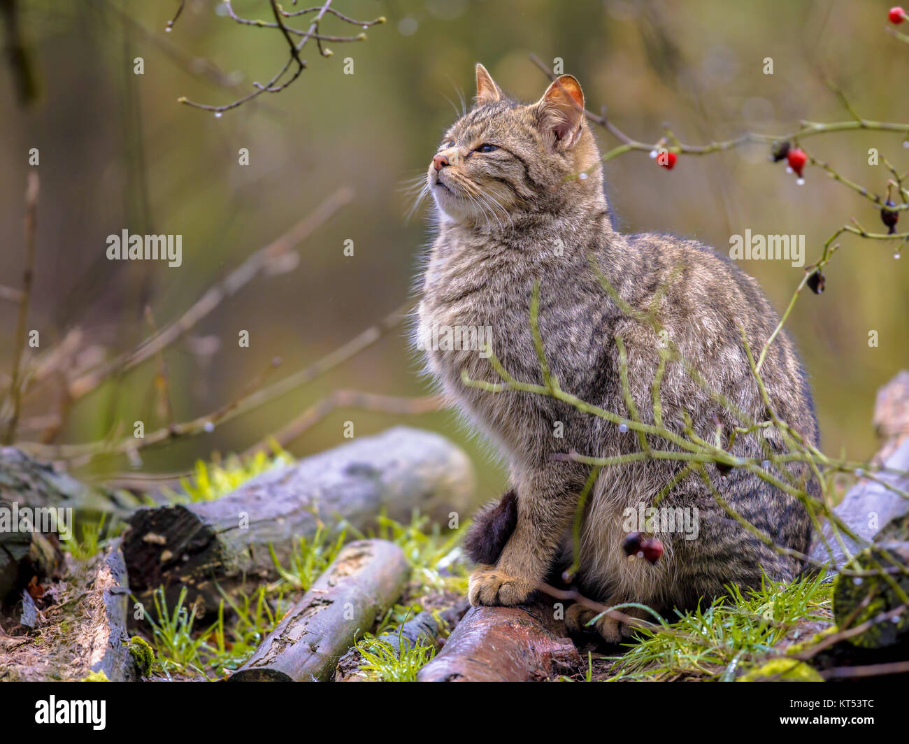 European wild cat (Felis silvestris) looking sweet in the forest from ...