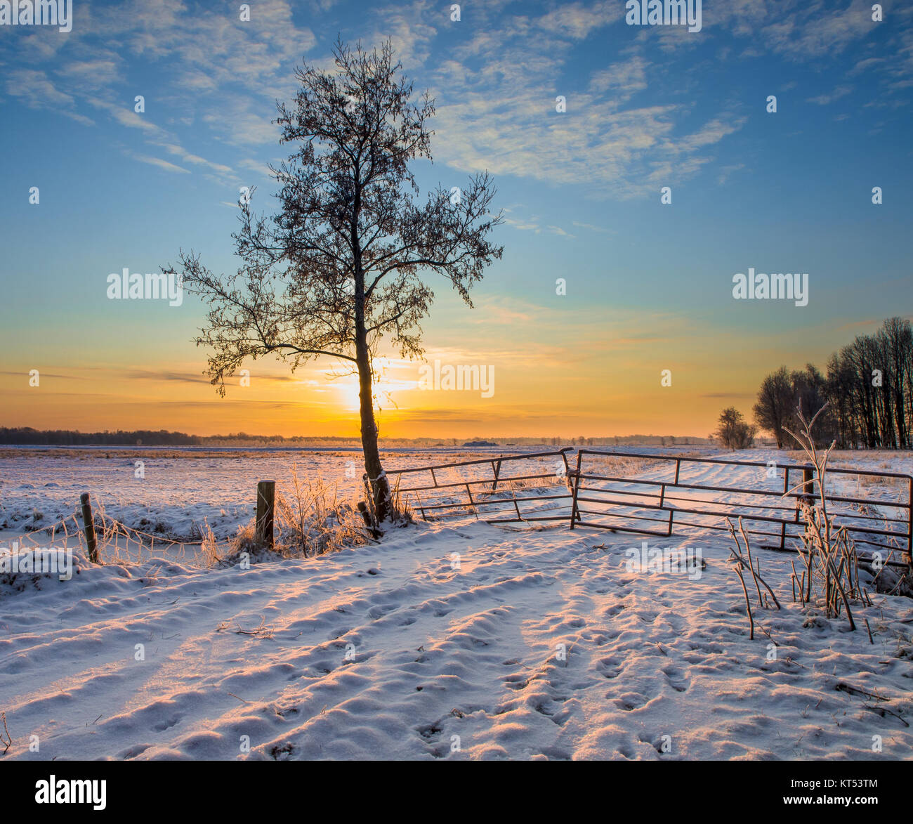 Lonely Tree in dutch Winter Landscape with Snowy Fields and Blue Sky in ...