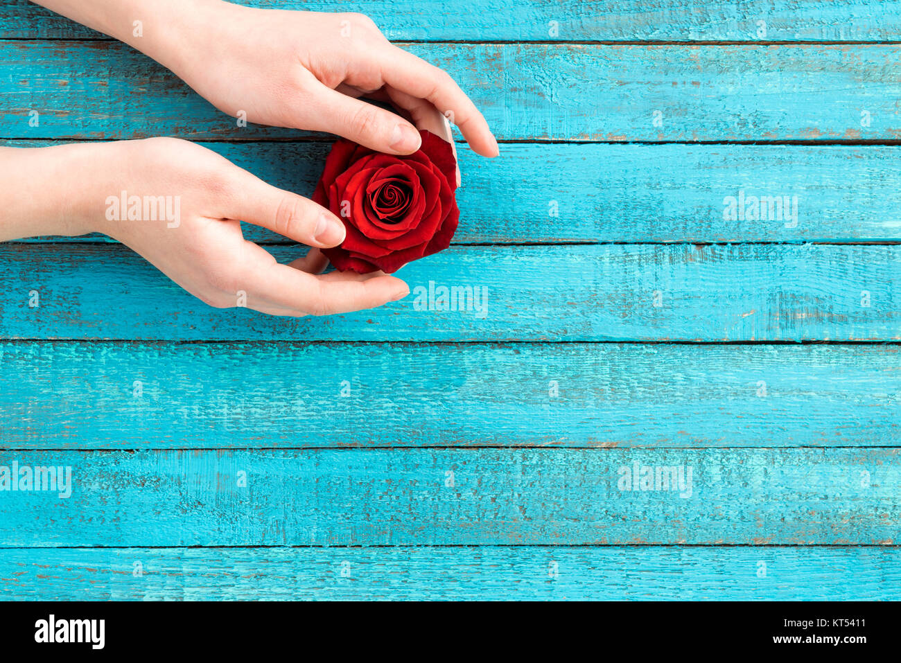 hands holding rose Stock Photo - Alamy