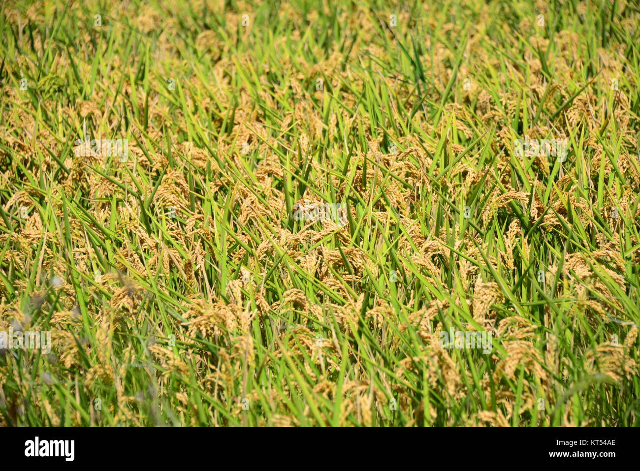 rice field in spain Stock Photo - Alamy