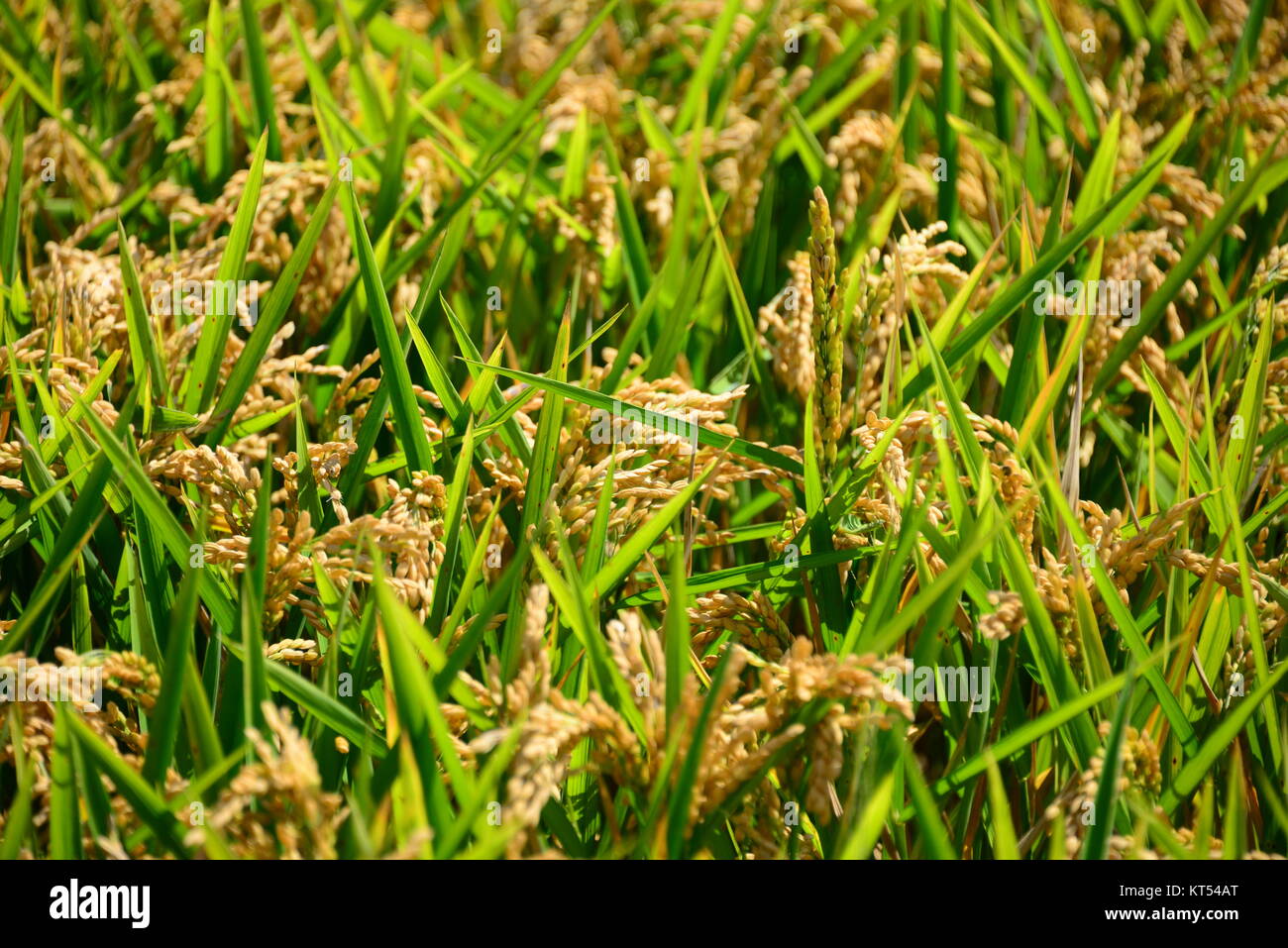 rice field in spain Stock Photo - Alamy