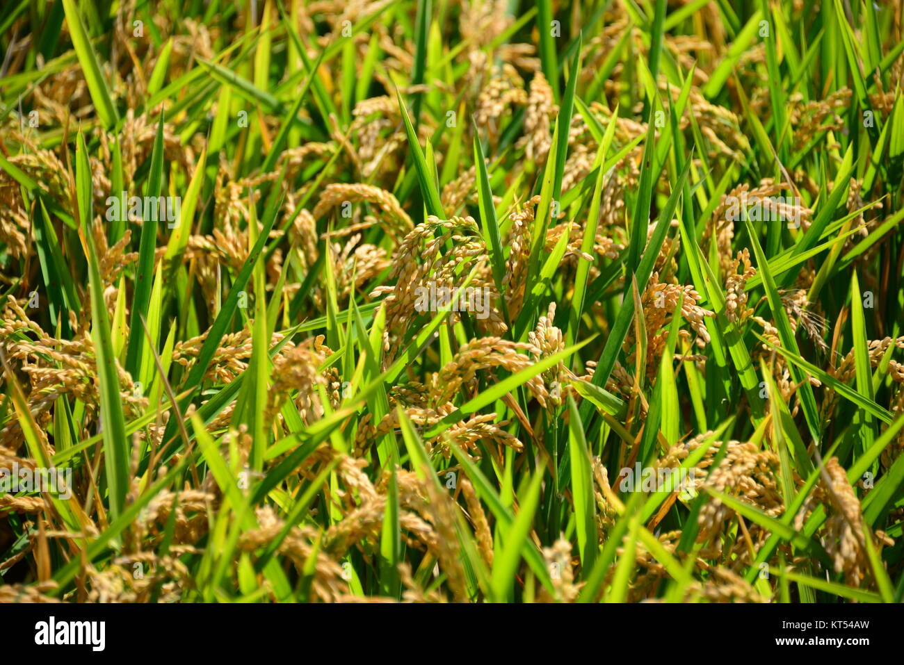 rice field in spain Stock Photo - Alamy
