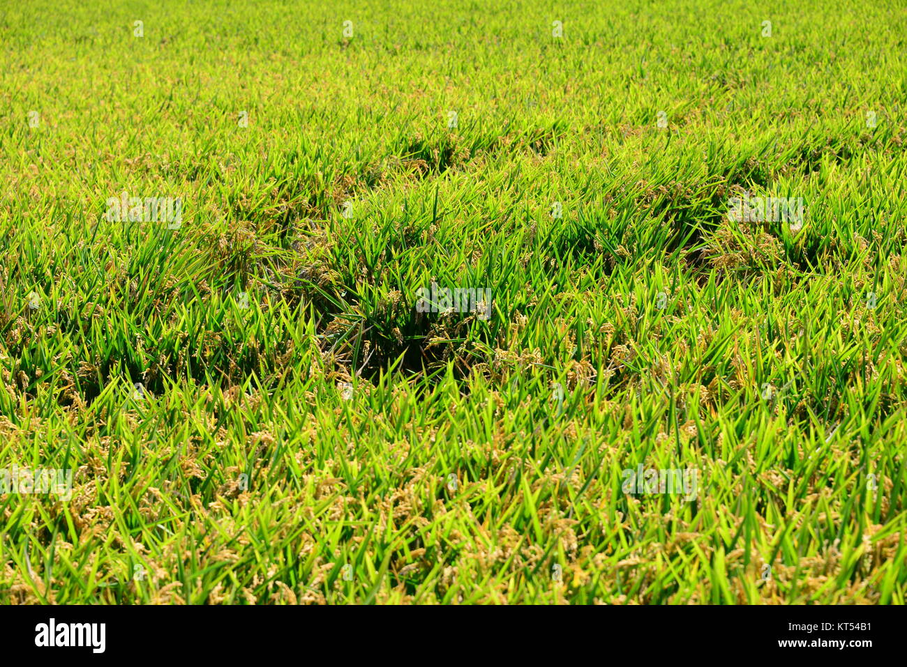 rice field in spain Stock Photo - Alamy
