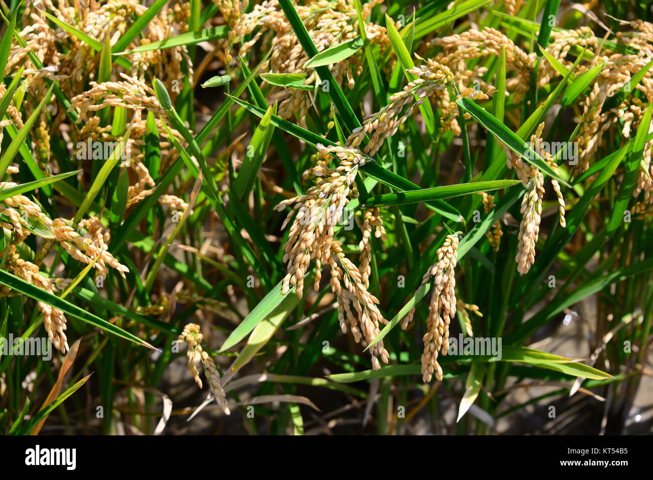rice field in spain Stock Photo - Alamy