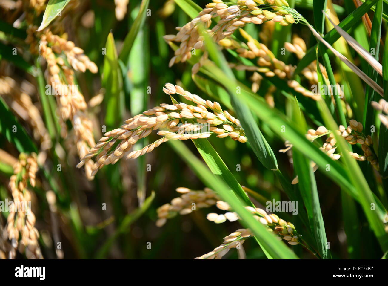 rice field in spain Stock Photo - Alamy