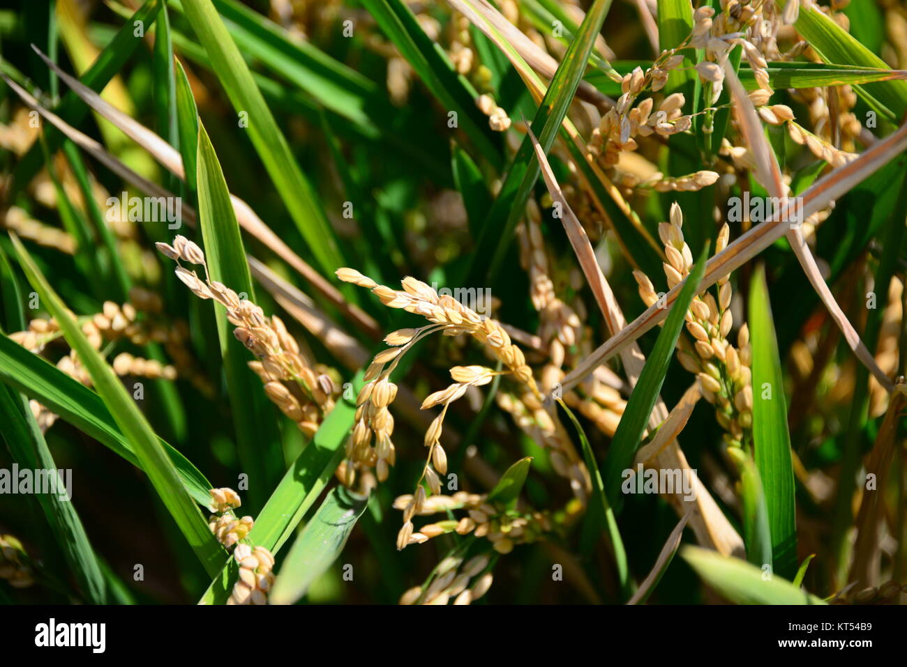 rice field in spain Stock Photo - Alamy