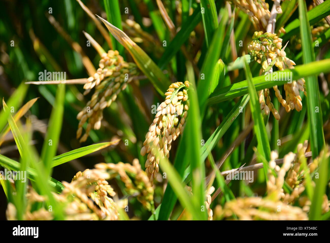 rice field in spain Stock Photo - Alamy